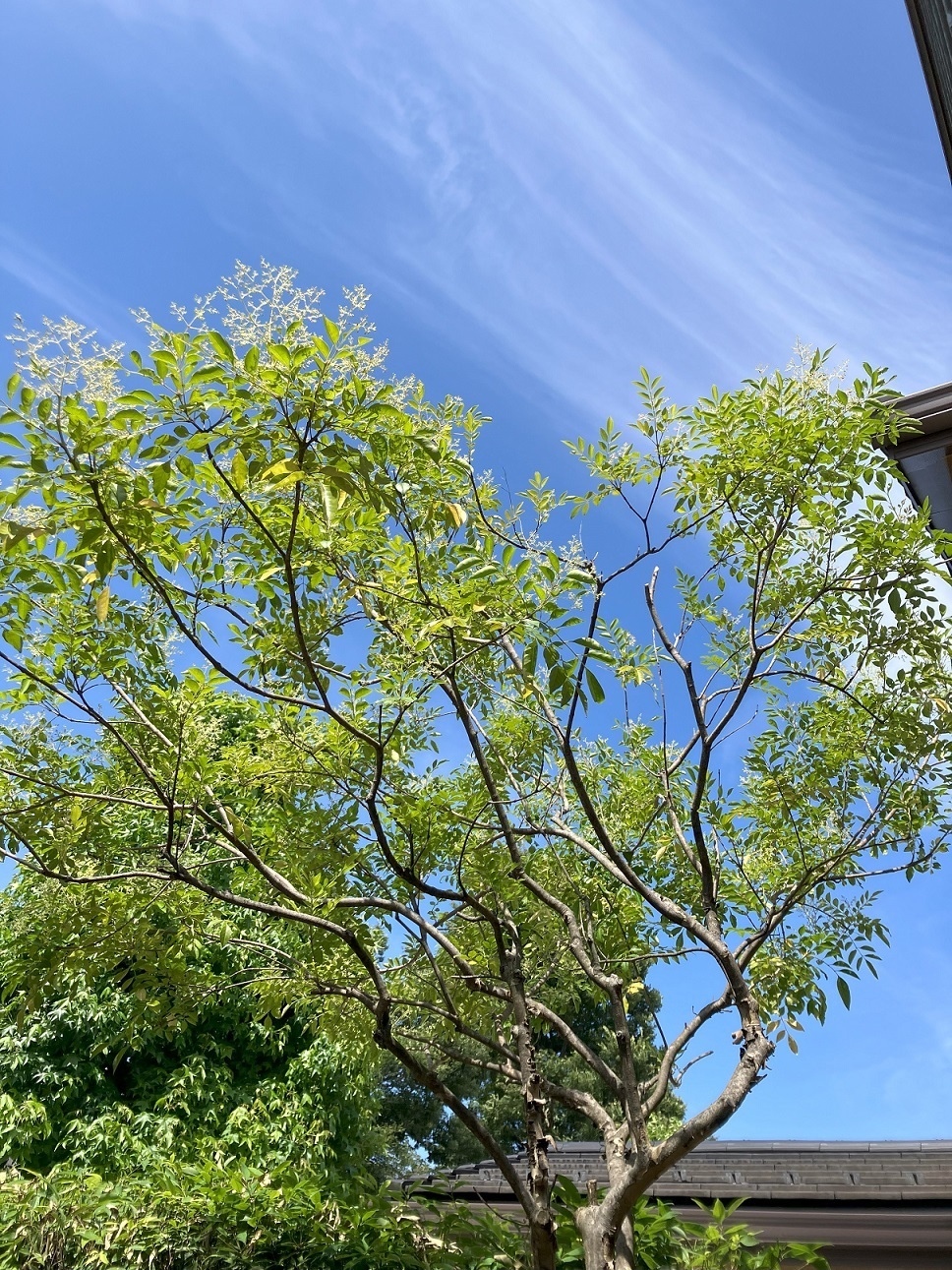 トネリコ: 珈琲日記